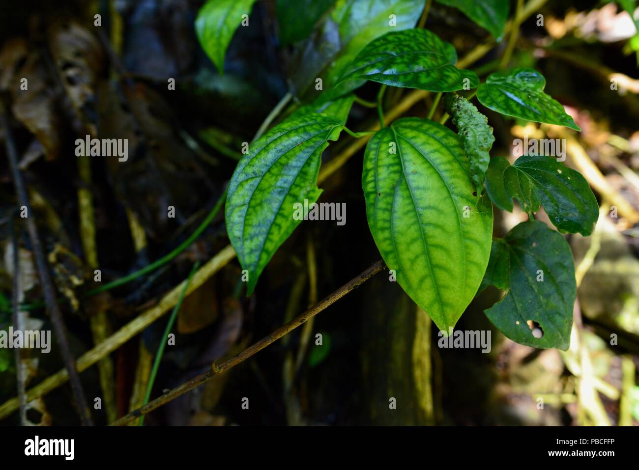Magnesium deficiency in plant leaves in a rainforest hi-res stock ...