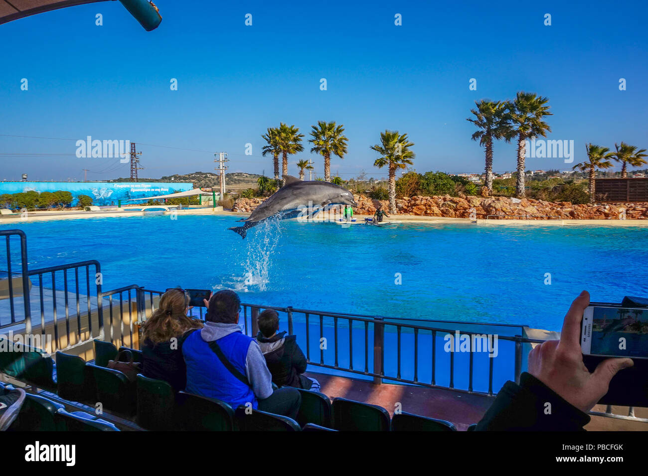 Dolphin show at the Attica Zoo park, Athens, Greece Stock Photo - Alamy