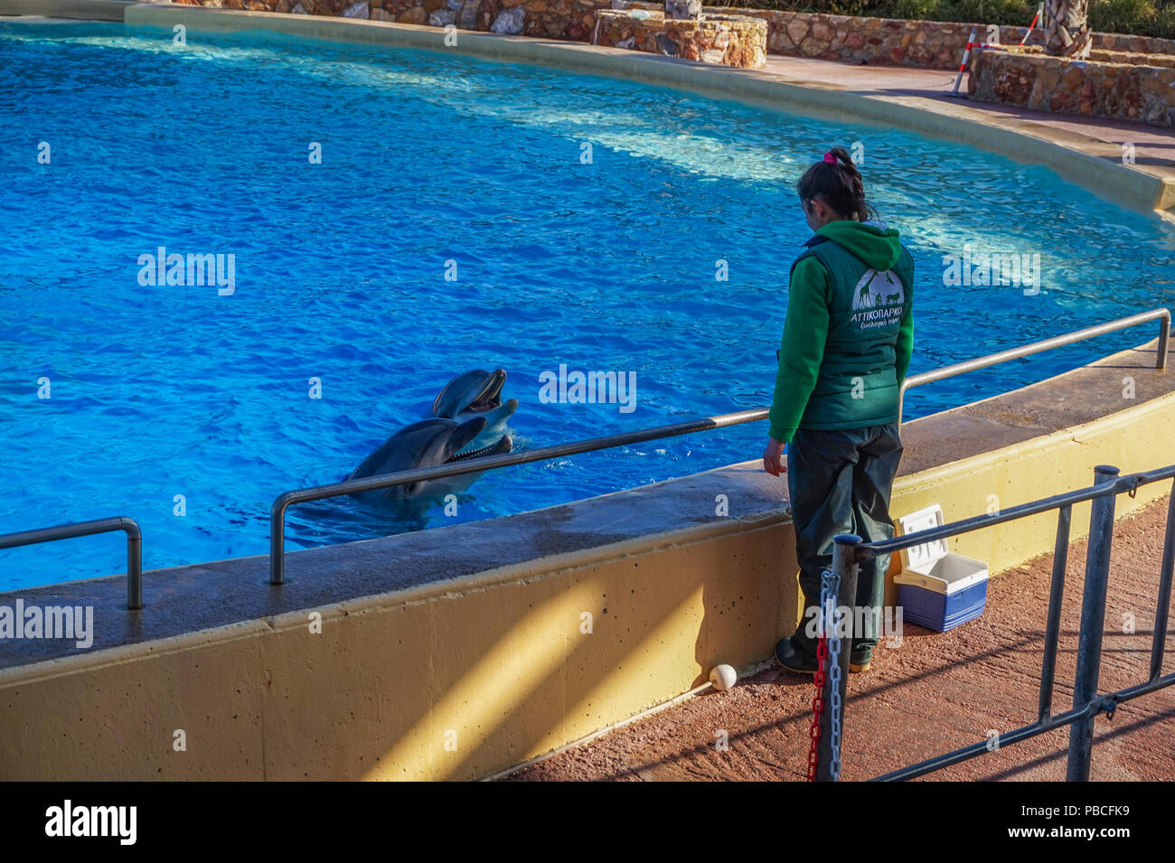 Dolphin show at the Attica Zoo park, Athens, Greece Stock Photo - Alamy