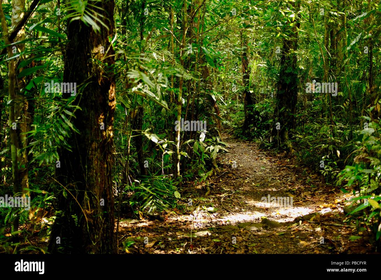 The green lush tropical rainforest path without people, Nandroya Falls ...