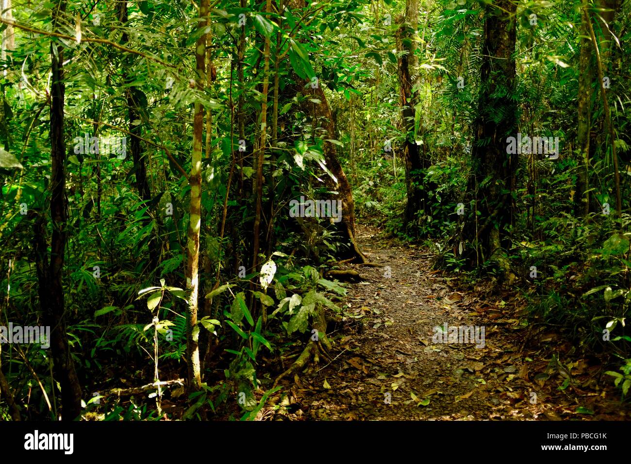 The green lush tropical rainforest path without people, Nandroya Falls ...