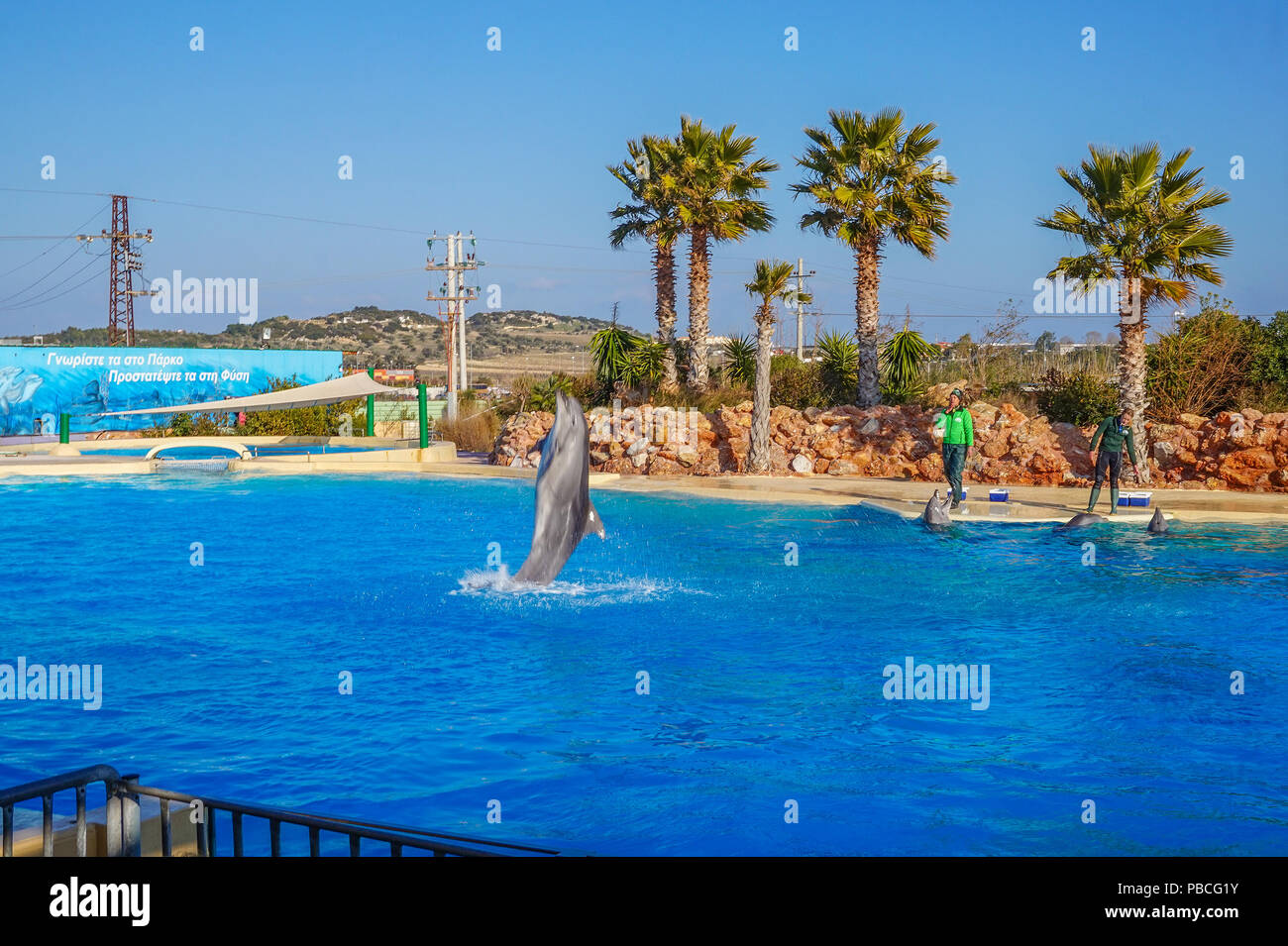 Dolphin show at the Attica Zoo park, Athens, Greece Stock Photo - Alamy