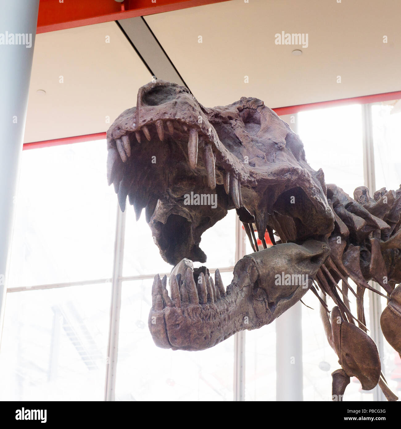 SAN FRANCISCO, USA - OCT 5, 2015: Tyrannosaur Rex skeleton in the ...