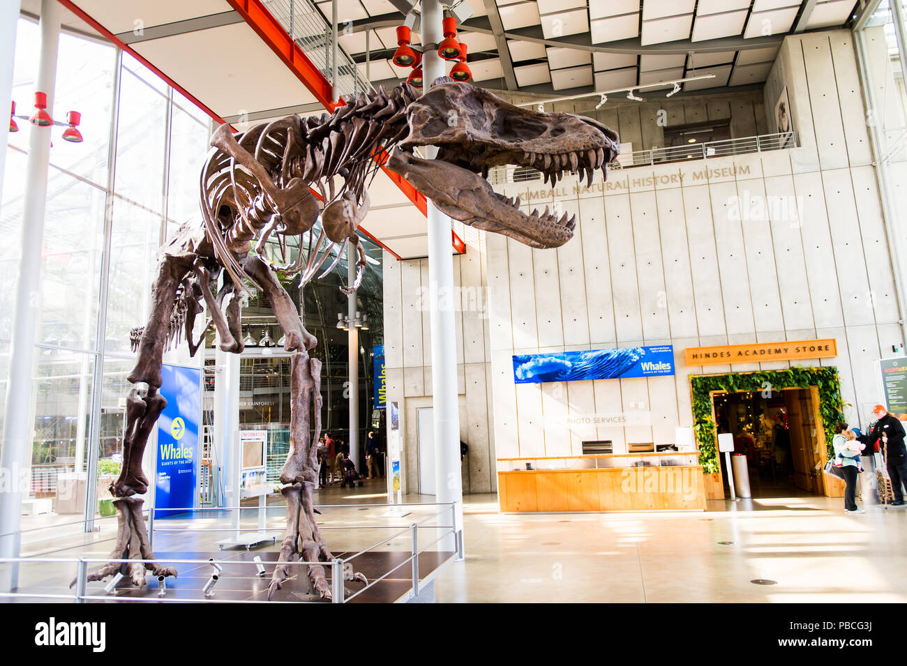 SAN FRANCISCO, USA - OCT 5, 2015: Tyrannosaur Rex skeleton in the ...