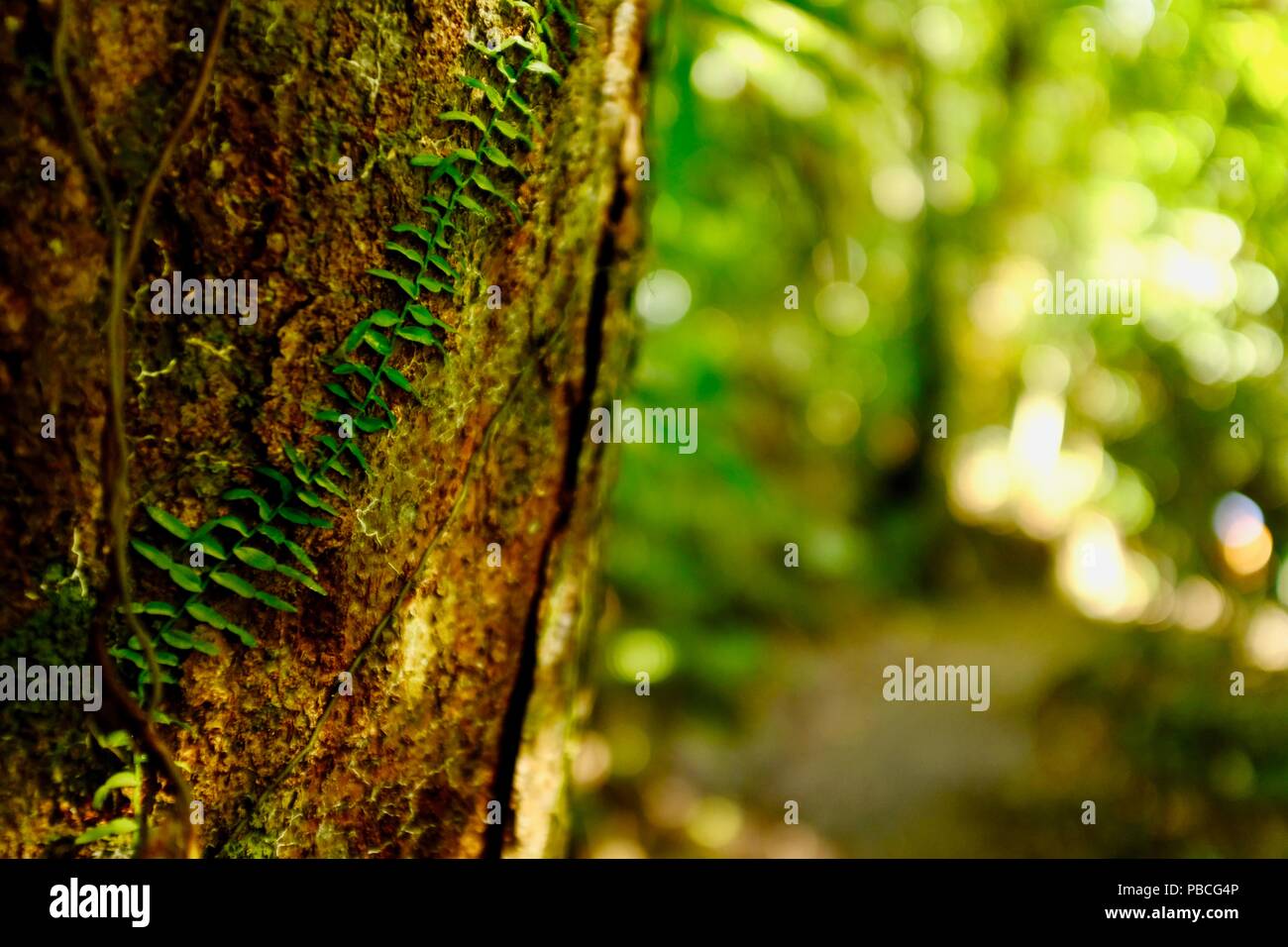 A green creeper on a tree trunk, Nandroya Falls Circuit, Atherton ...