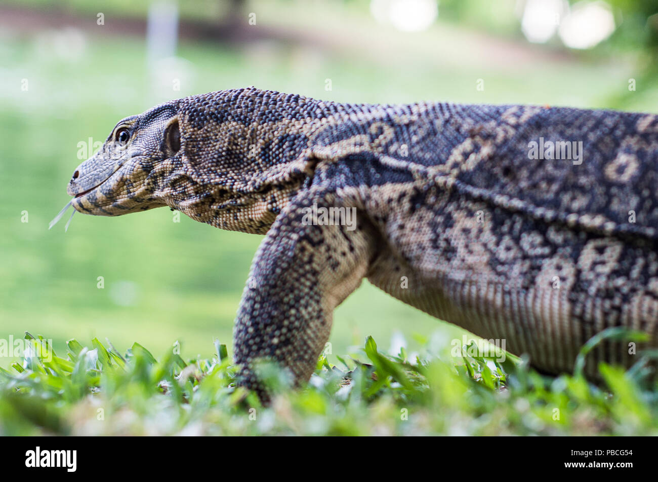 Alligator In Grass High Resolution Stock Photography and Images - Alamy
