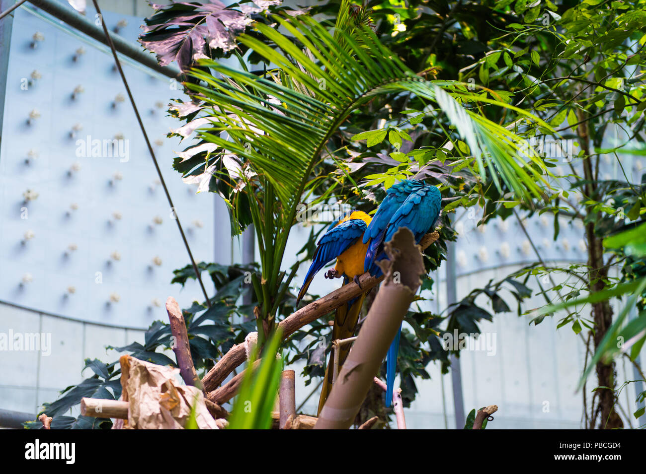 SAN FRANCISCO, USA - OCT 5, 2015: Interior of Rainforests of the World ...