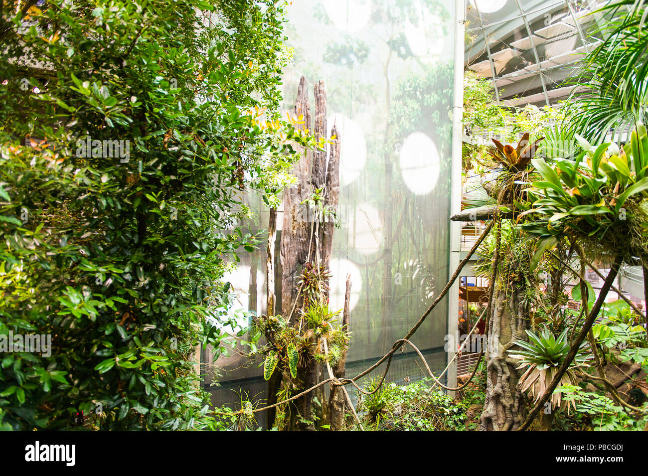 SAN FRANCISCO, USA - OCT 5, 2015: Interior of Rainforests of the World ...