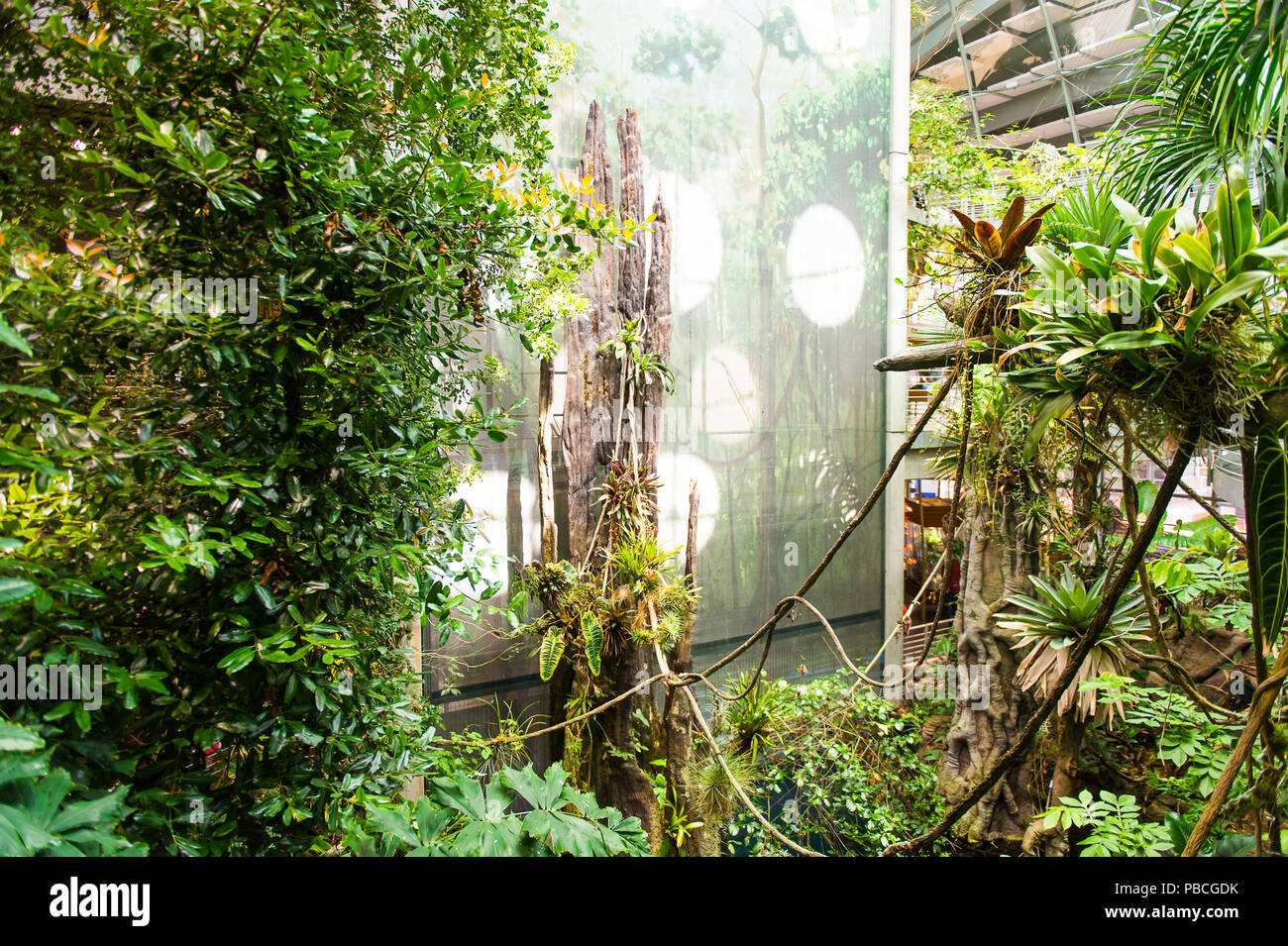 SAN FRANCISCO, USA - OCT 5, 2015: Interior of Rainforests of the World ...