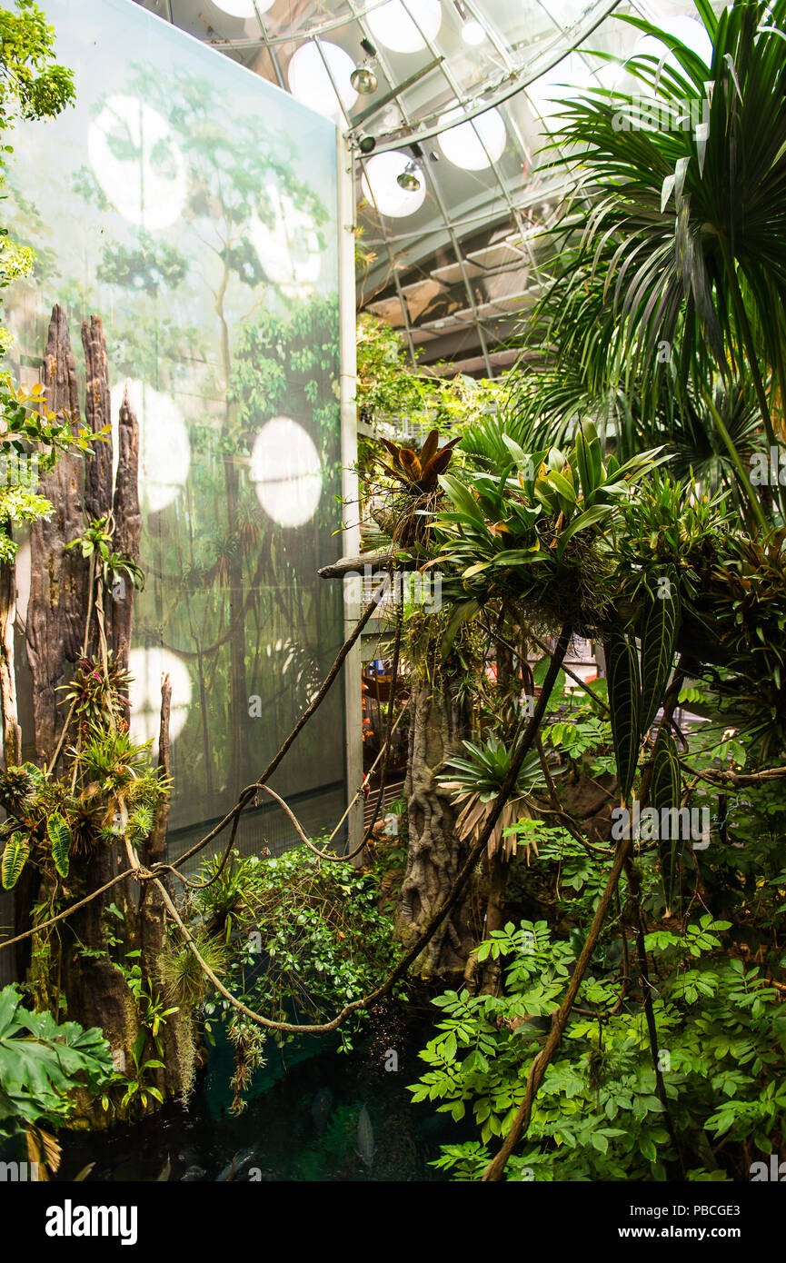 SAN FRANCISCO, USA - OCT 5, 2015: Interior of Rainforests of the World ...