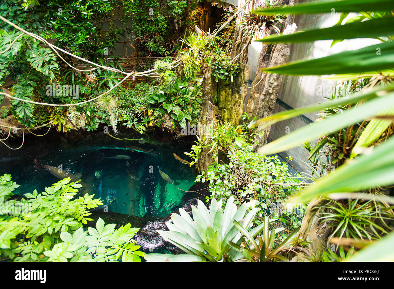 SAN FRANCISCO, USA - OCT 5, 2015: Interior of Rainforests of the World ...