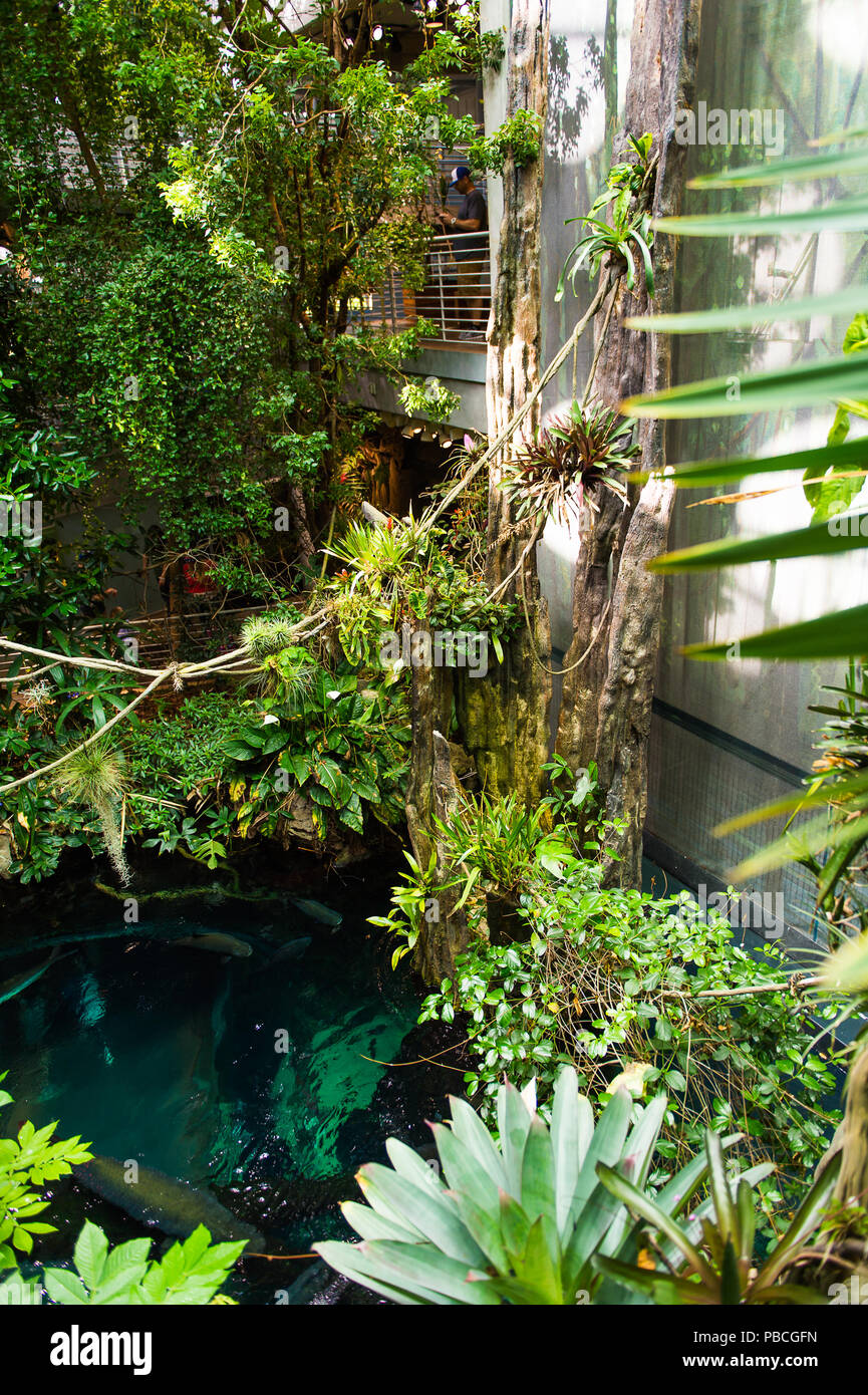 SAN FRANCISCO, USA - OCT 5, 2015: Interior of Rainforests of the World ...