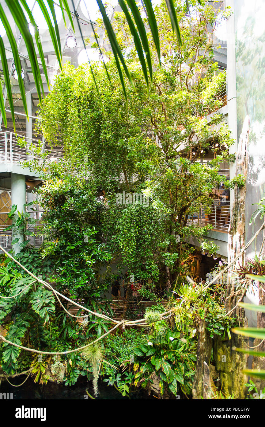 SAN FRANCISCO, USA - OCT 5, 2015: Interior of Rainforests of the World ...