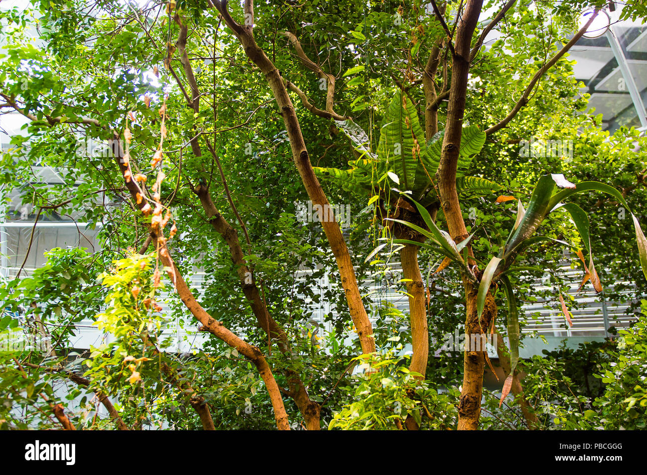 SAN FRANCISCO, USA - OCT 5, 2015: Interior of Rainforests of the World ...
