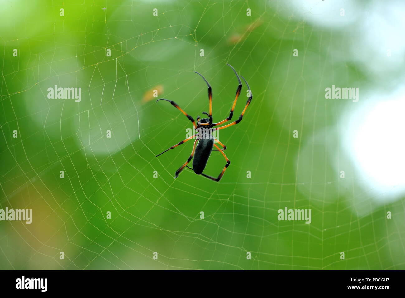 Spider in seychelles hi-res stock photography and images - Alamy