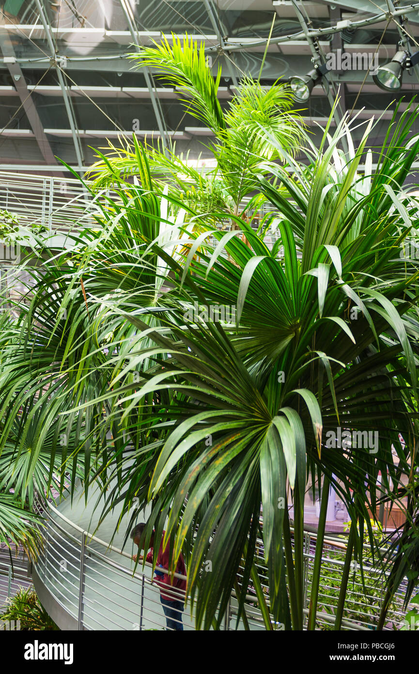 SAN FRANCISCO, USA - OCT 5, 2015: Interior of Rainforests of the World ...
