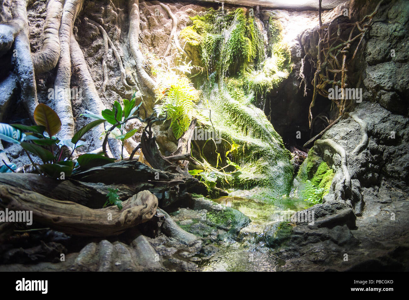 SAN FRANCISCO, USA - OCT 5, 2015: Interior of Rainforests of the World ...