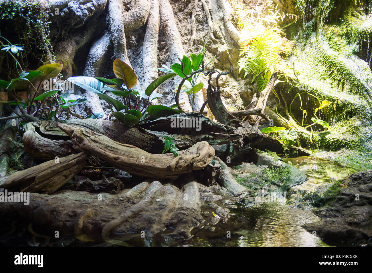 SAN FRANCISCO, USA - OCT 5, 2015: Interior of Rainforests of the World ...