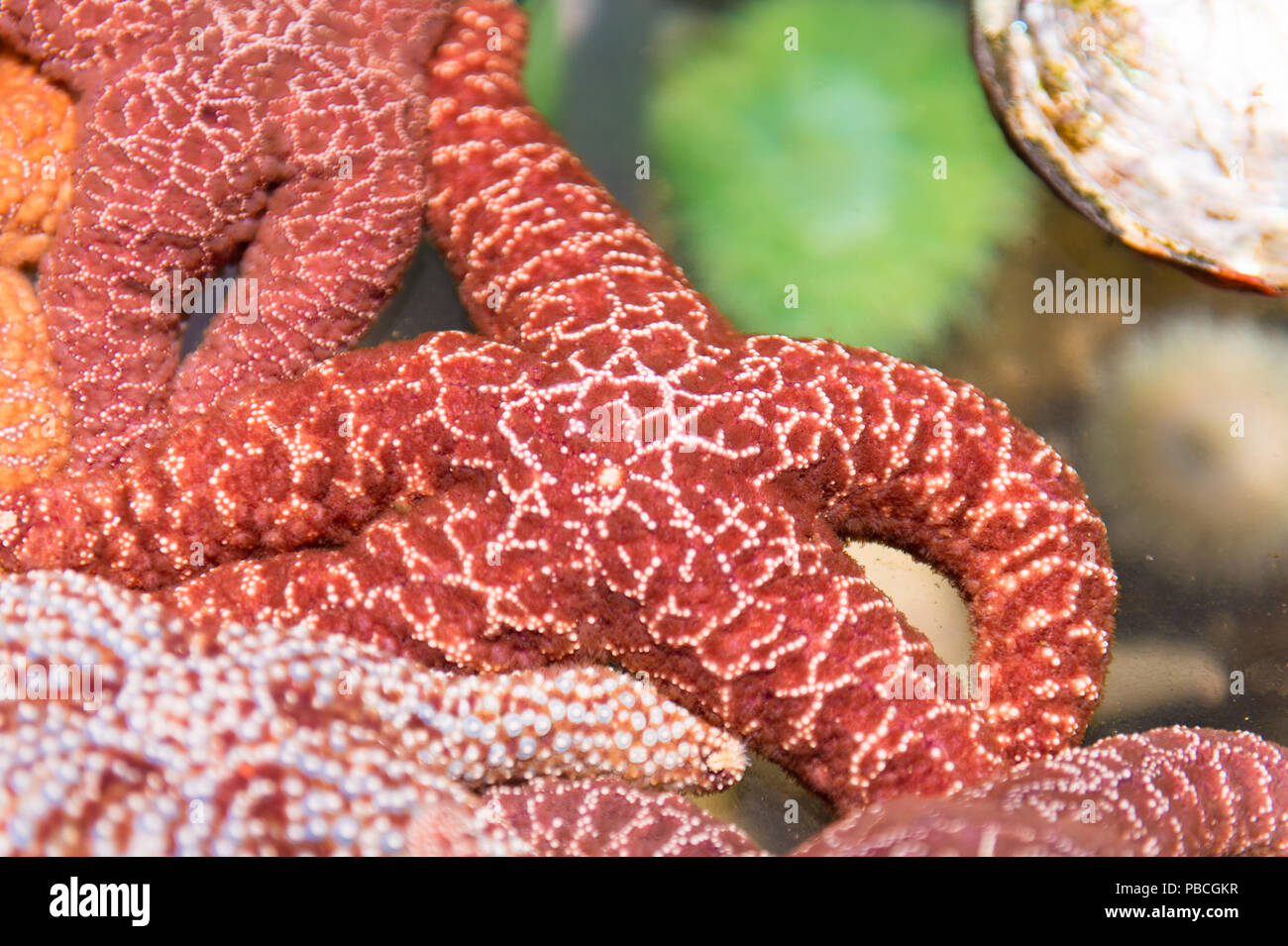 SAN FRANCISCO, USA - OCT 5, 2015: Starfish in the Aquarium in the ...