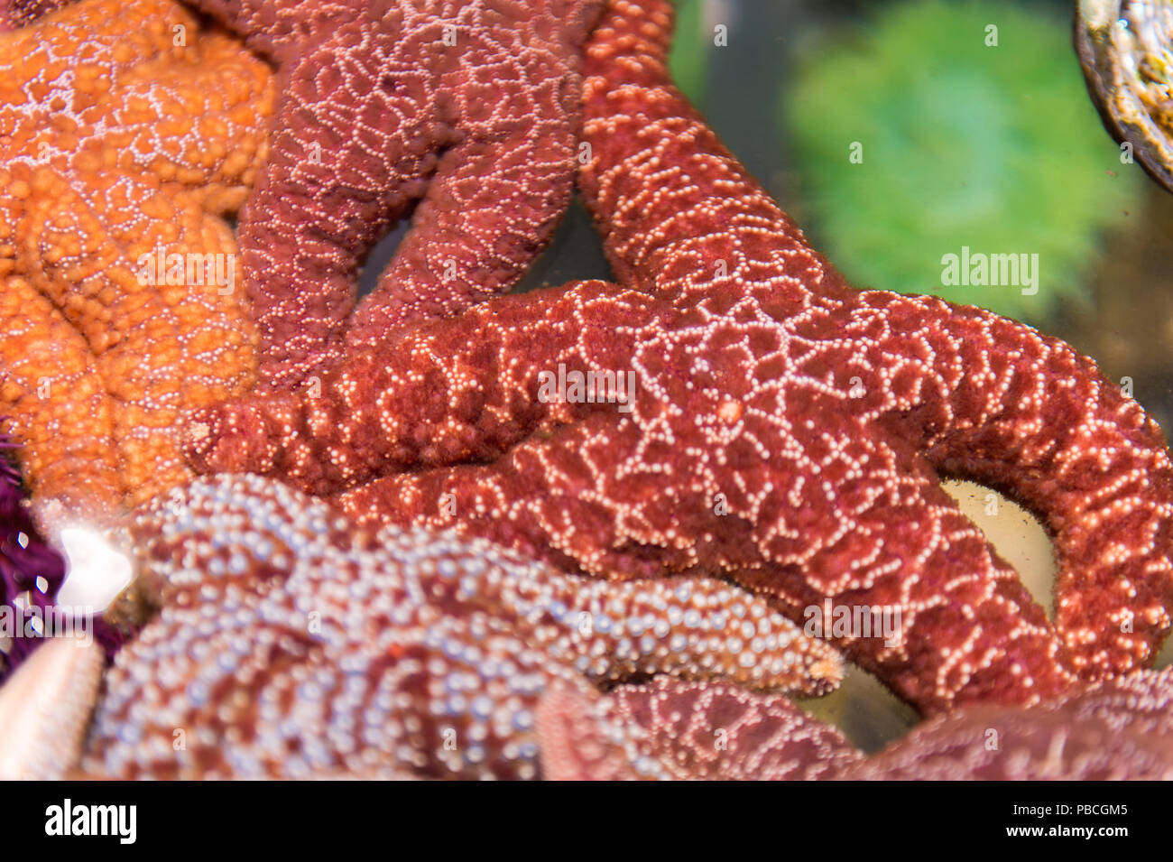 SAN FRANCISCO, USA - OCT 5, 2015: Starfish in the Aquarium in the ...