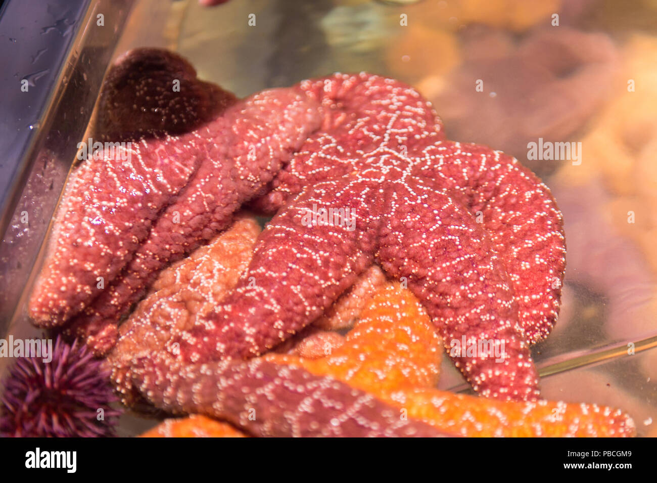 SAN FRANCISCO, USA - OCT 5, 2015: Starfish in the Aquarium in the ...