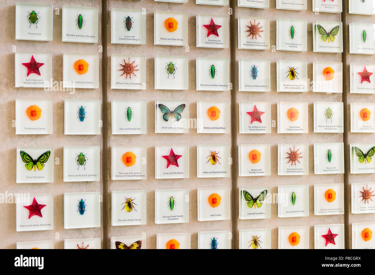 SAN FRANCISCO, USA - OCT 5, 2015: Different butterfly species in the ...