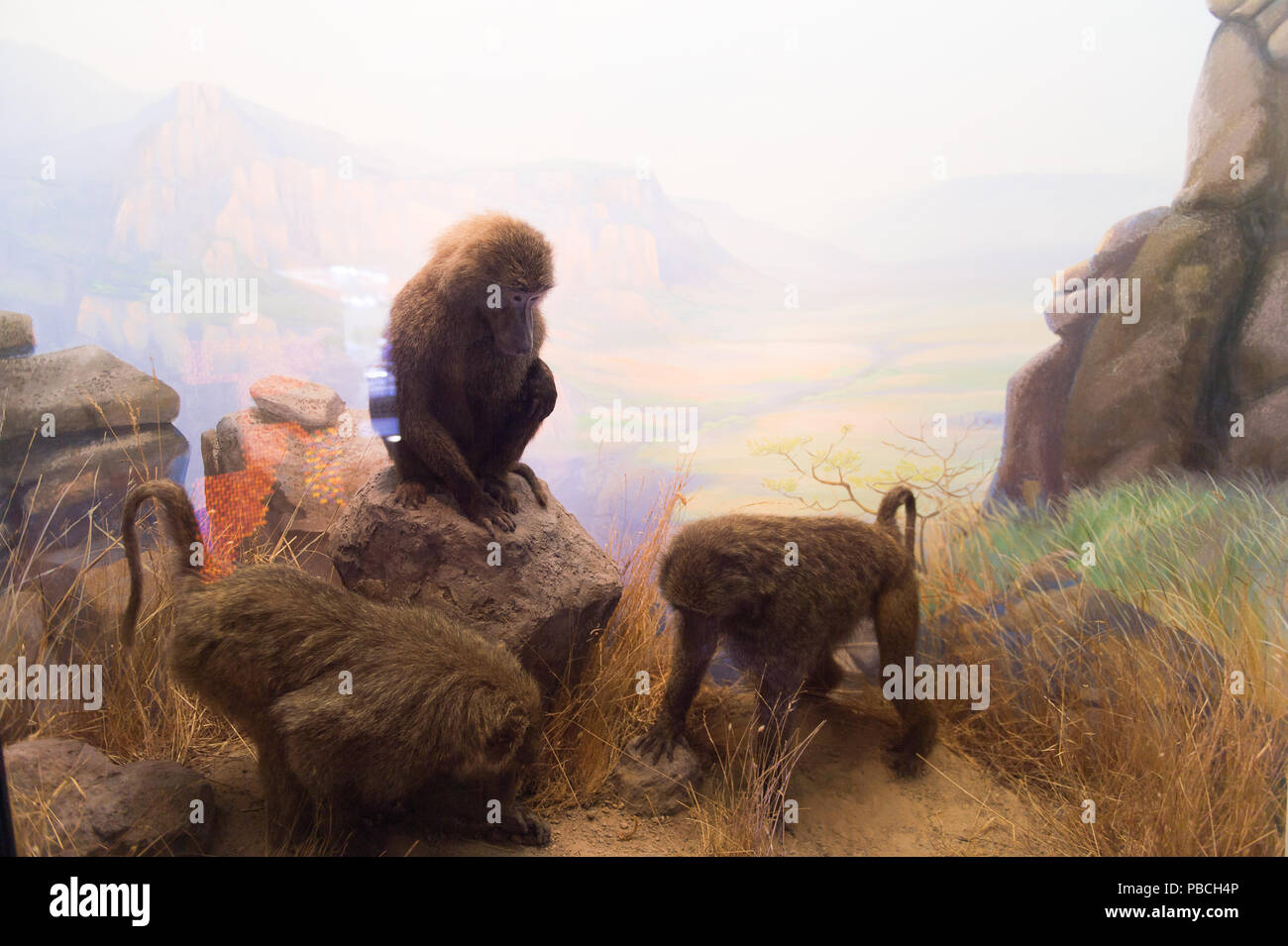 Gorilla at study hi-res stock photography and images - Alamy