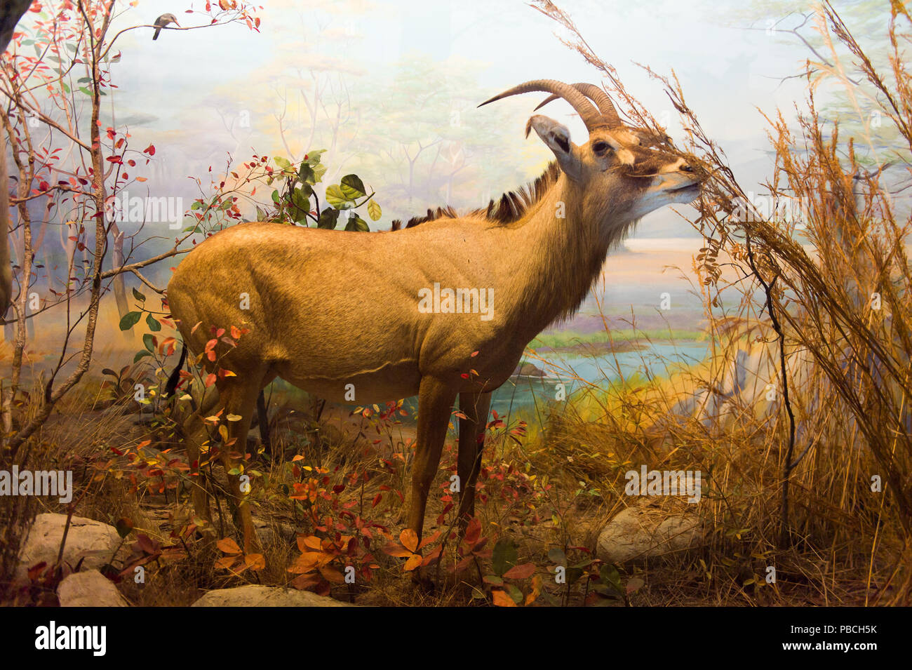 SAN FRANCISCO, USA - OCT 5, 2015: Antelope in the Animal section of tge ...