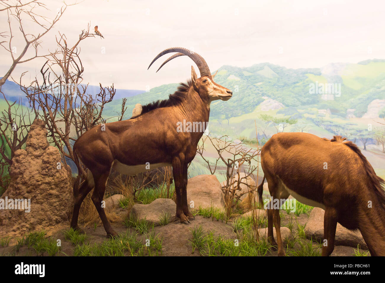 SAN FRANCISCO, USA - OCT 5, 2015: Antelope in the Animal section of tge ...