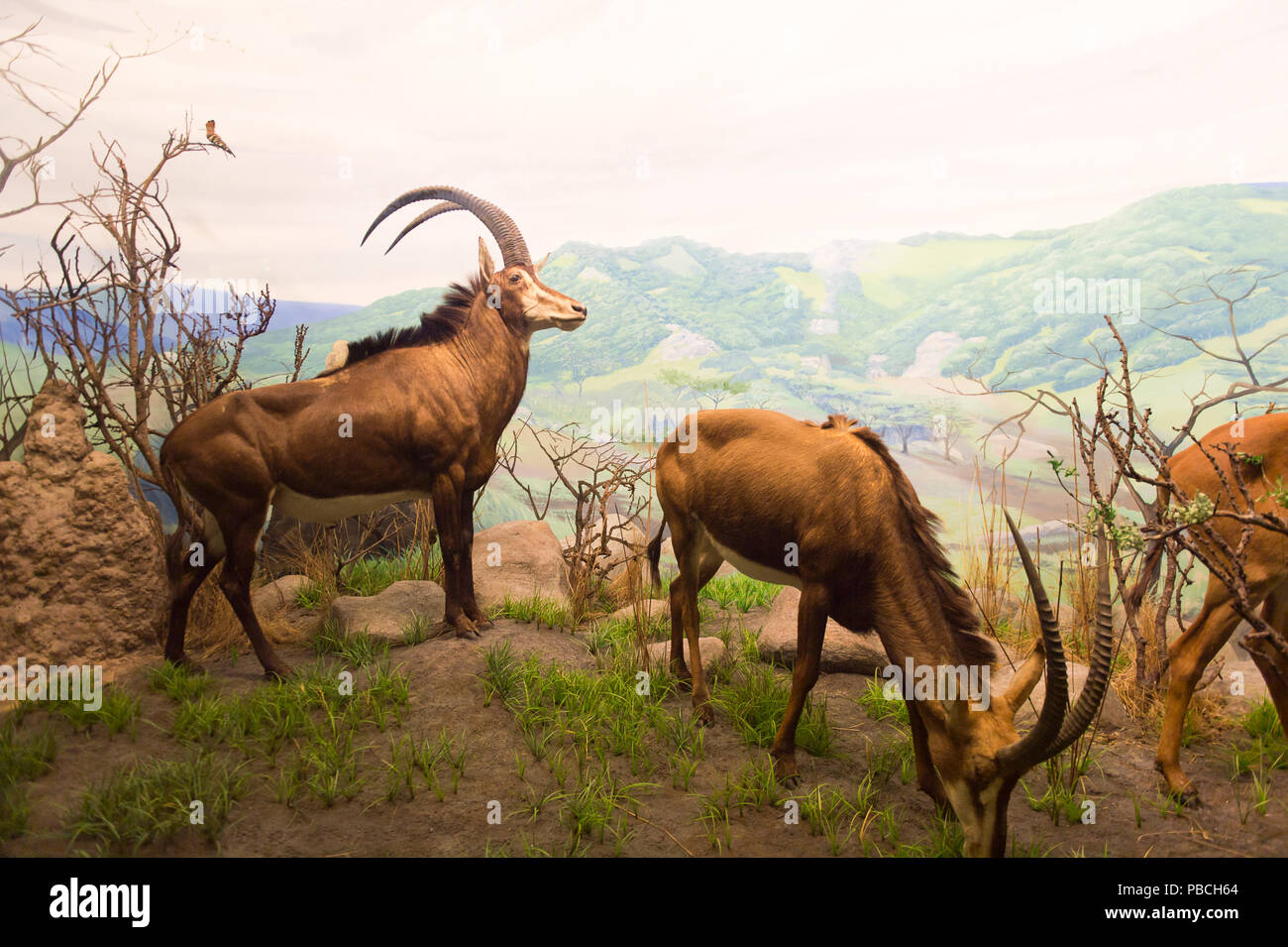 SAN FRANCISCO, USA - OCT 5, 2015: Antelope in the Animal section of tge ...
