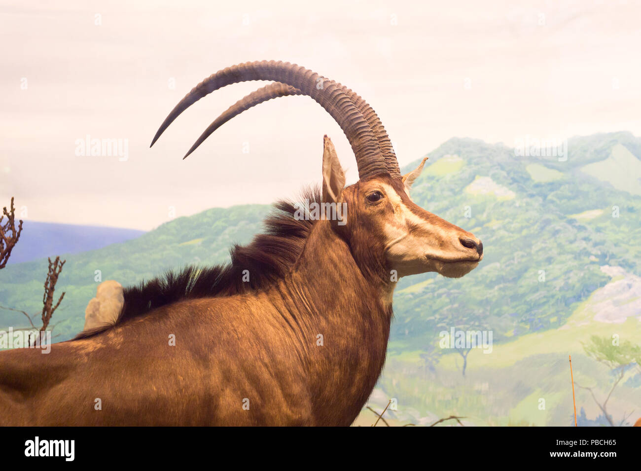 SAN FRANCISCO, USA - OCT 5, 2015: Antelope in the Animal section of tge ...