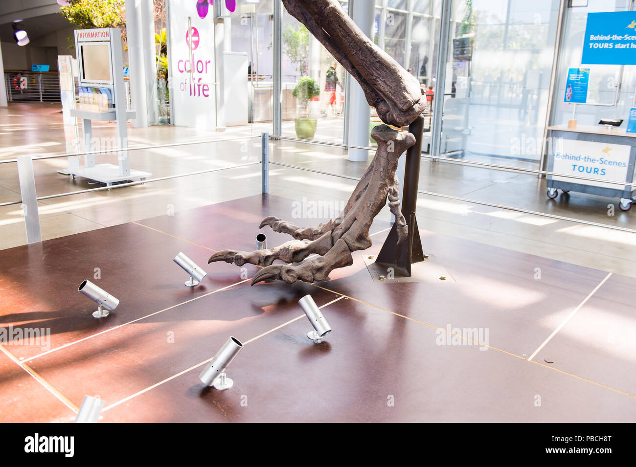 SAN FRANCISCO, USA - OCT 5, 2015: Tyrannosaur Rex skeleton in ...