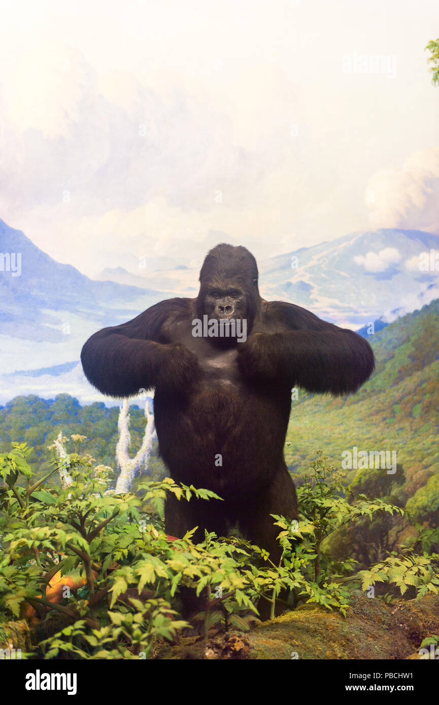 NEW YORK, USA - SEP 22, 2015: Gorilla (King Kong) model in the American ...