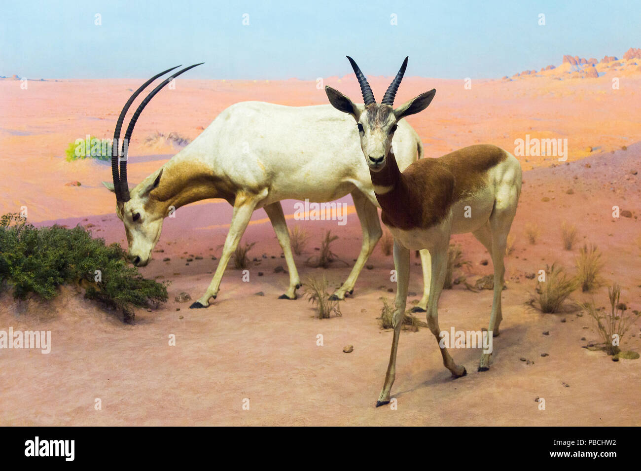 NEW YORK, USA - SEP 22, 2015: Antelope model at the American museum of ...