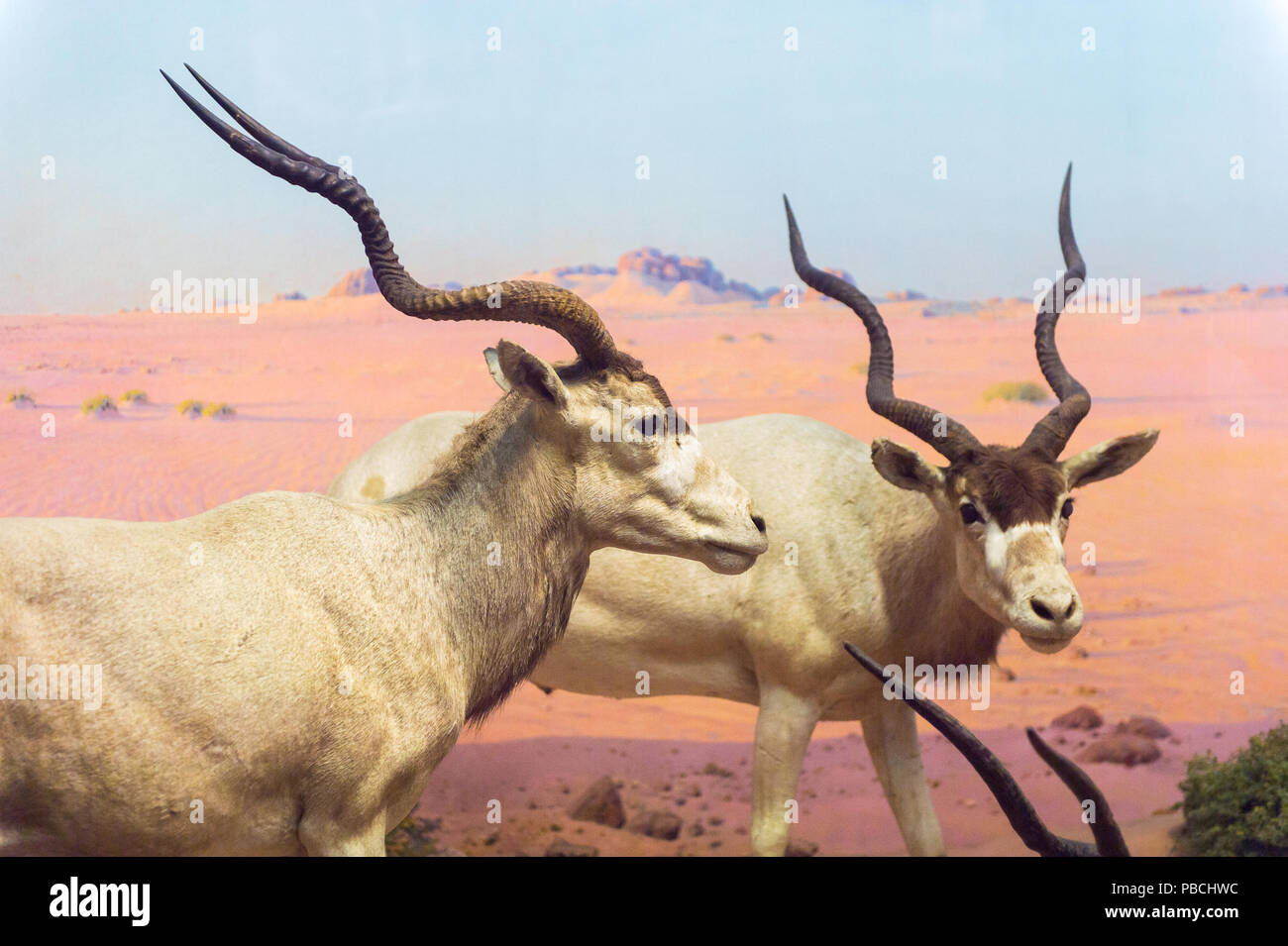 NEW YORK, USA - SEP 22, 2015: Antelope model at the American museum of ...