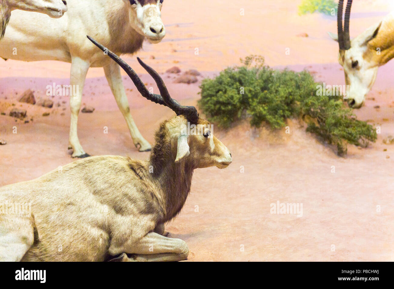 NEW YORK, USA - SEP 22, 2015: Antelope model at the American museum of ...