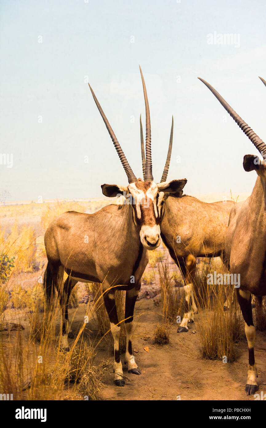 NEW YORK, USA - SEP 22, 2015: Antelope model at the American museum of ...