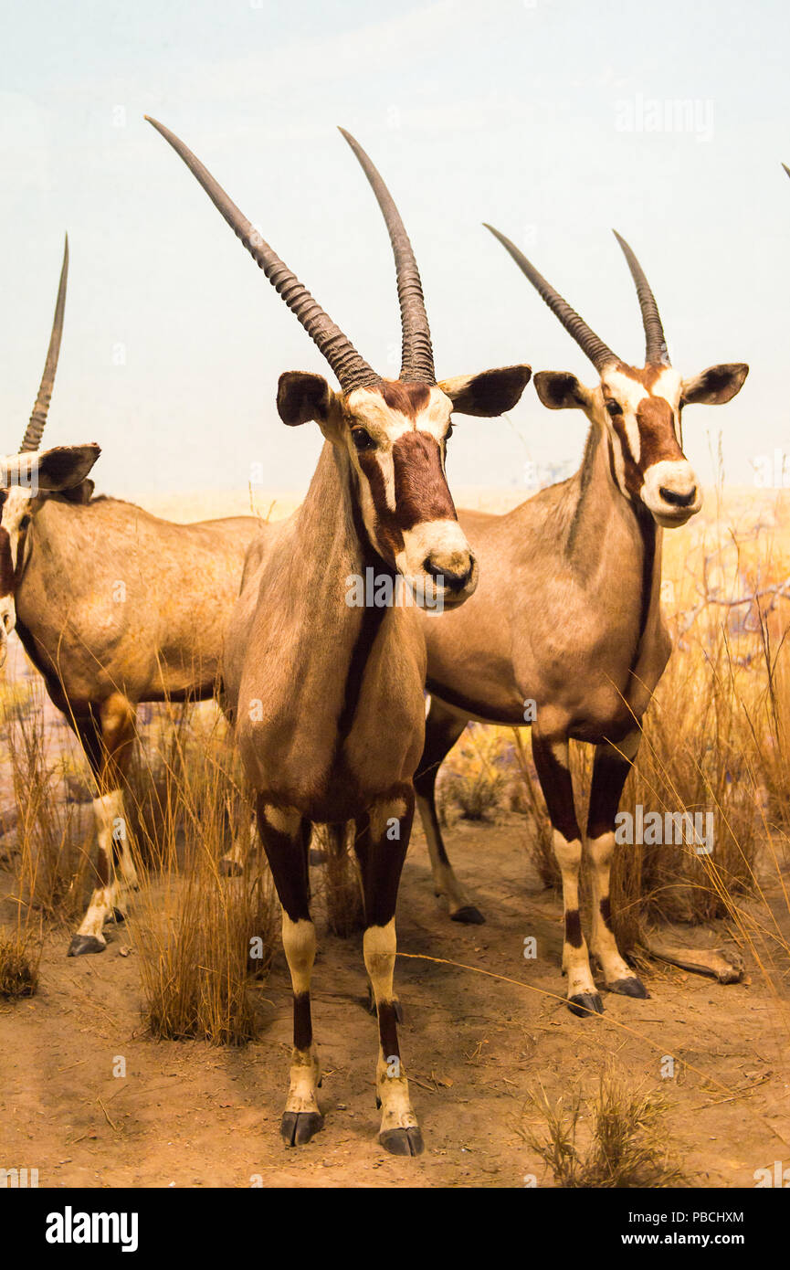 NEW YORK, USA - SEP 22, 2015: Antelope model at the American museum of ...