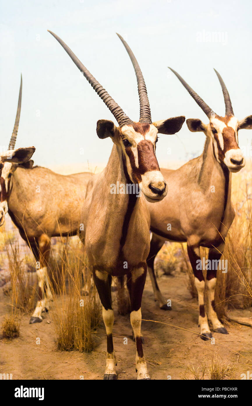 NEW YORK, USA - SEP 22, 2015: Antelope model at the American museum of ...