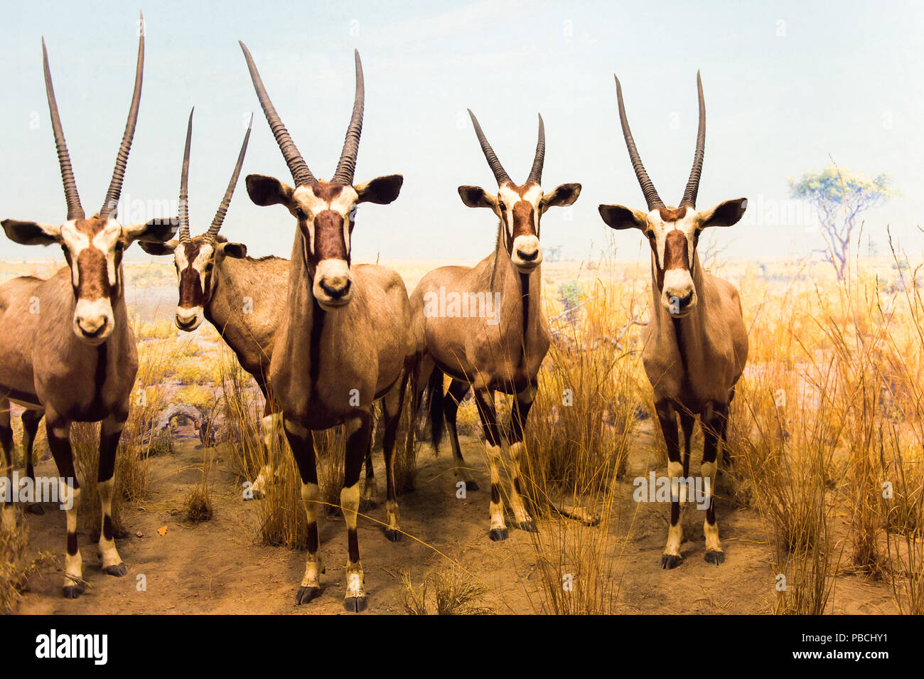 NEW YORK, USA - SEP 22, 2015: Antelope model at the American museum of ...