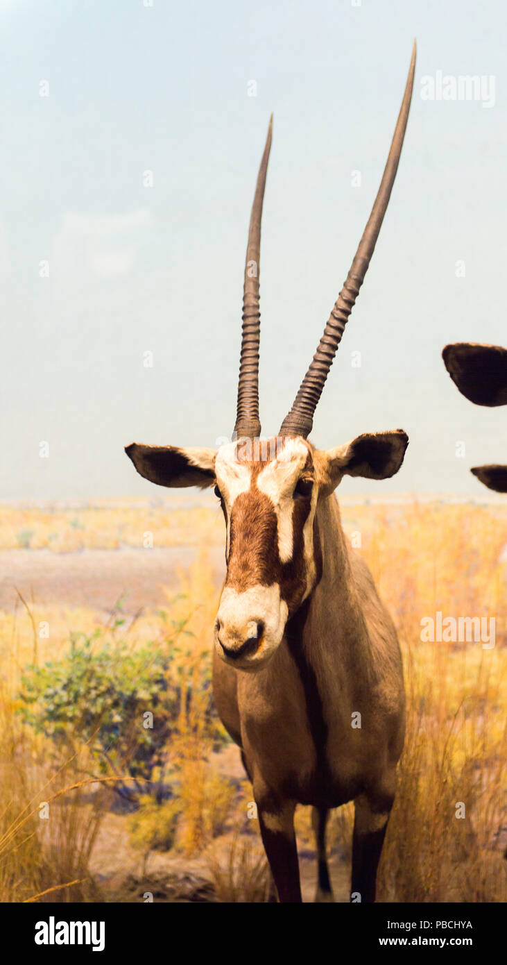 NEW YORK, USA - SEP 22, 2015: Antelope model at the American museum of ...