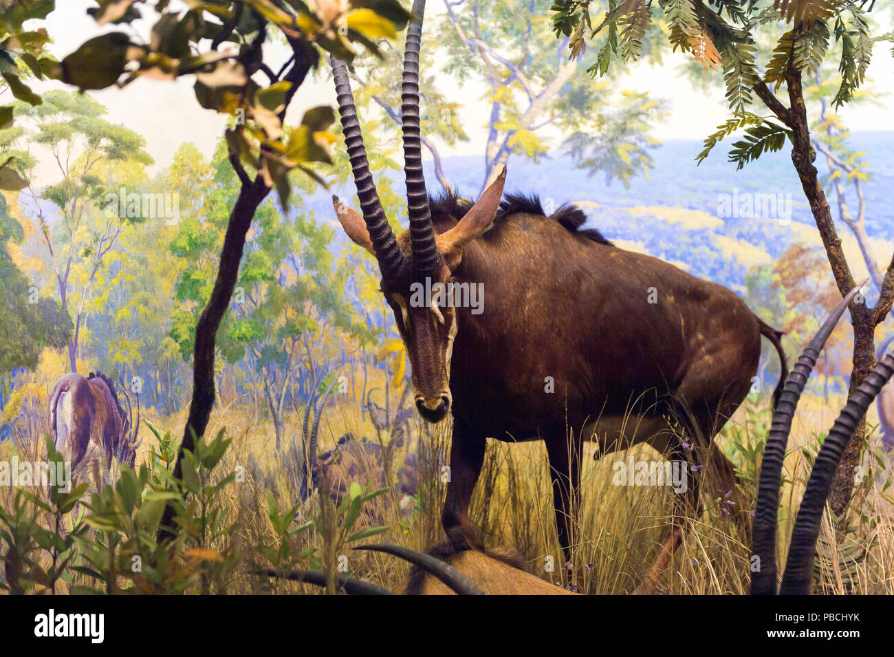 NEW YORK, USA - SEP 22, 2015: Antelope model at the American museum of ...