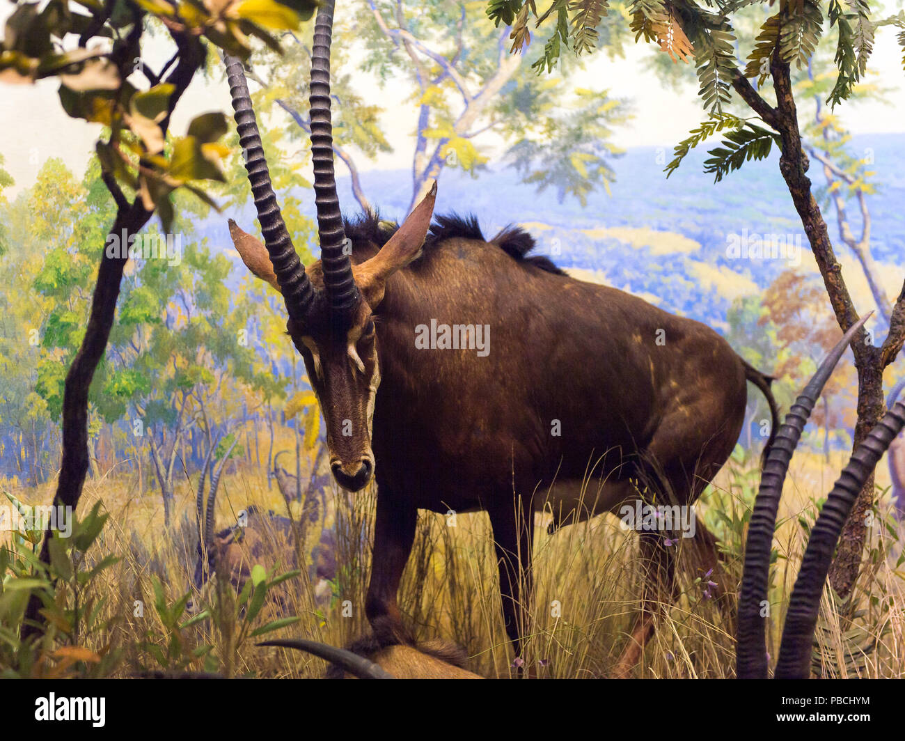 NEW YORK, USA - SEP 22, 2015: Antelope model at the American museum of ...