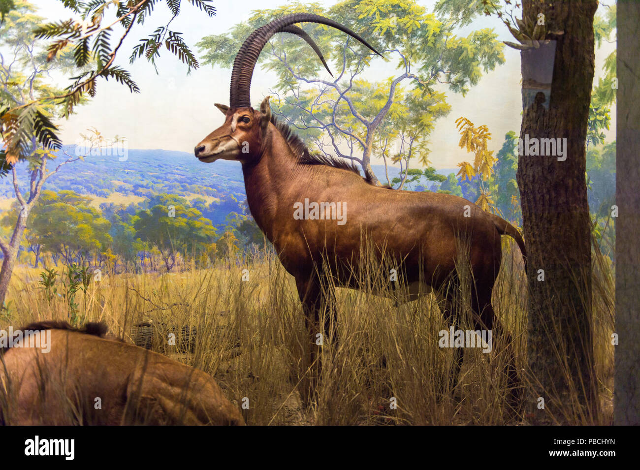 NEW YORK, USA - SEP 22, 2015: Antelope model at the American museum of ...
