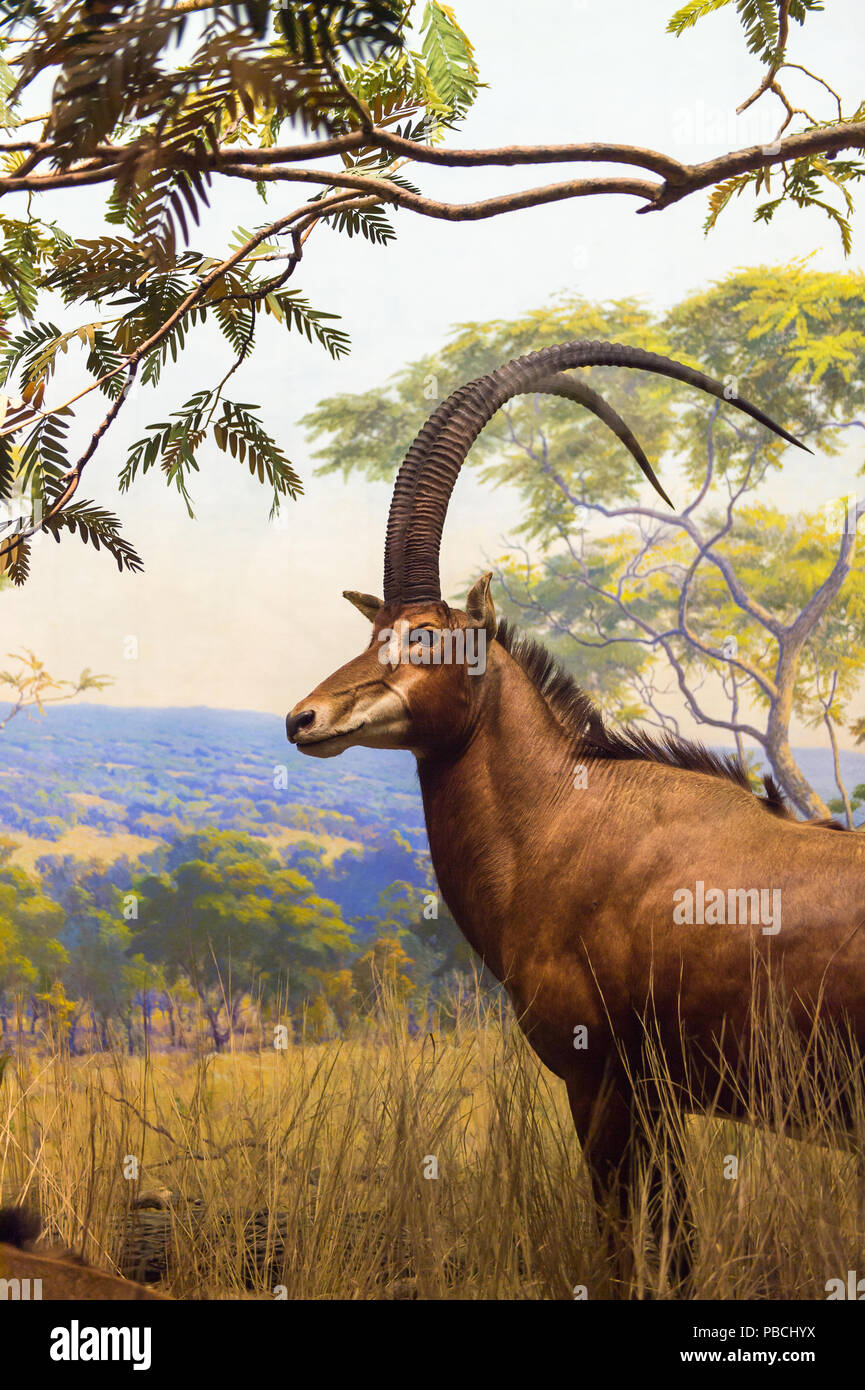 NEW YORK, USA - SEP 22, 2015: Antelope model at the American museum of ...