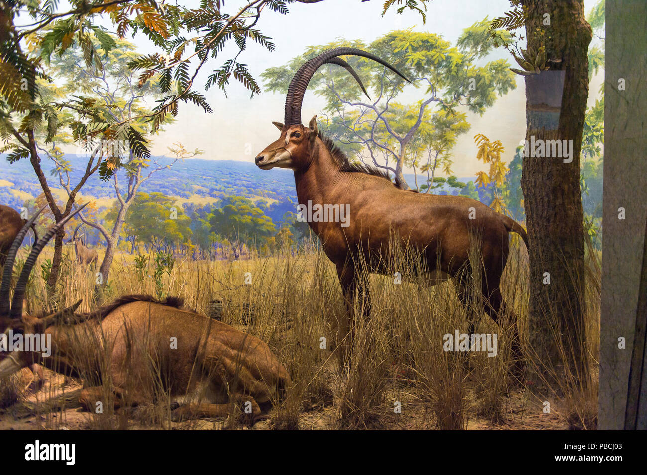 NEW YORK, USA - SEP 22, 2015: Antelope model at the American museum of ...