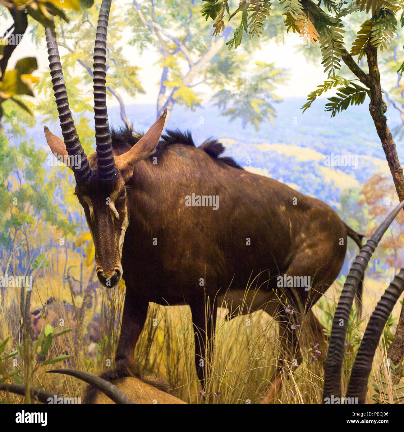 NEW YORK, USA - SEP 22, 2015: Antelope model at the American museum of ...