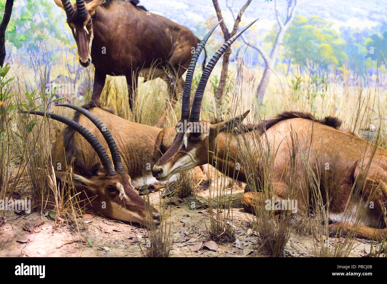 NEW YORK, USA - SEP 22, 2015: Antelope model at the American museum of ...