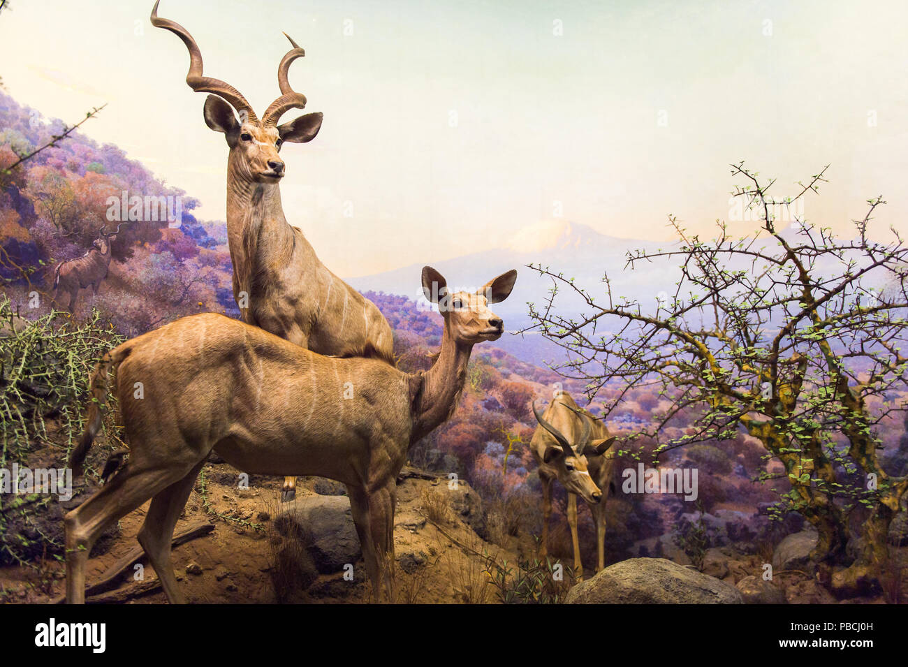 NEW YORK, USA - SEP 22, 2015: Antelope model at the American museum of ...