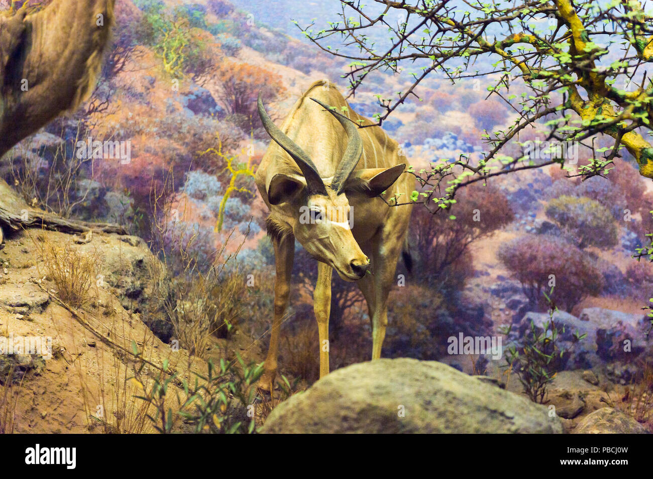 NEW YORK, USA - SEP 22, 2015: Antelope model at the American museum of ...